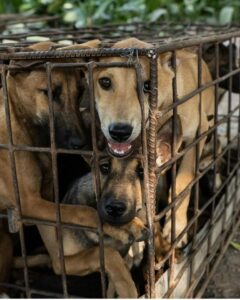 What Countries Eat Dogs? 17 Places Around The World Where You Can Have ...