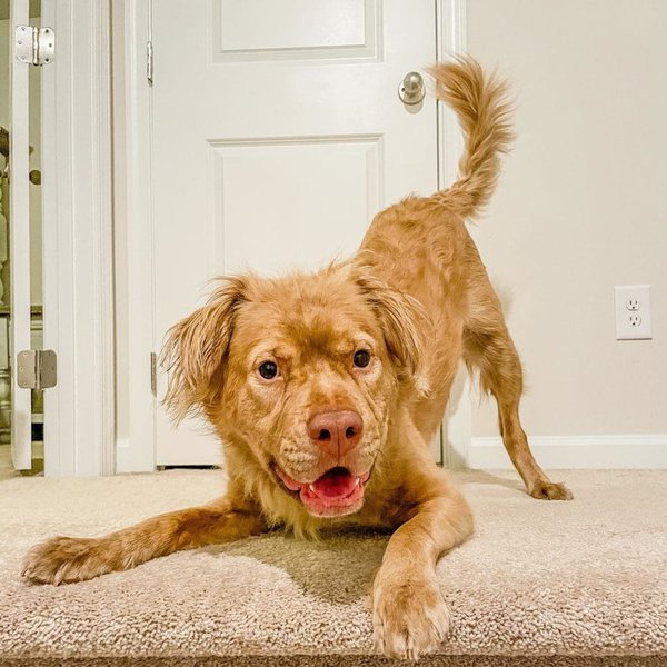 Understanding The Dog Body Language: Play Bow - The Goody Pet