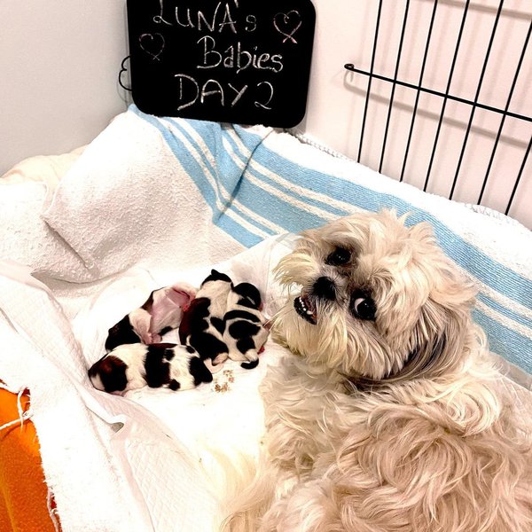How To Care For A Newborn Shih Tzu Puppy? - The Goody Pet