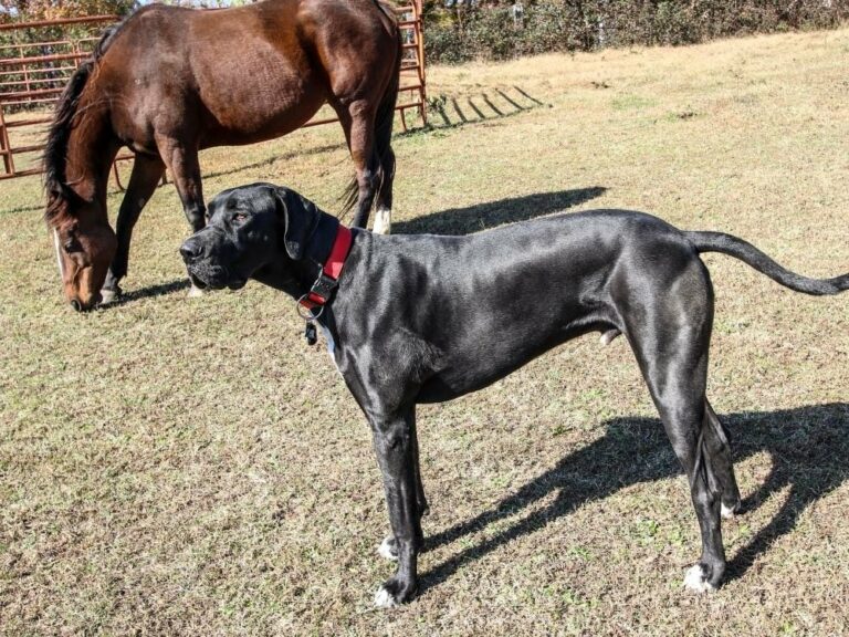 16 Tallest Dog Breeds That You Would Have No Trouble Spotting - The ...