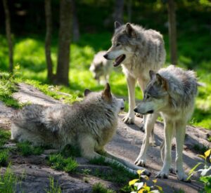 Wolf VS Dog - 21 Surprising Differences - The Goody Pet