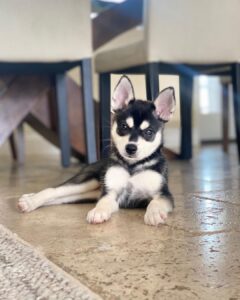 You Won't Believe These 17 Teacup Dog Breeds Exist - The Goody Pet