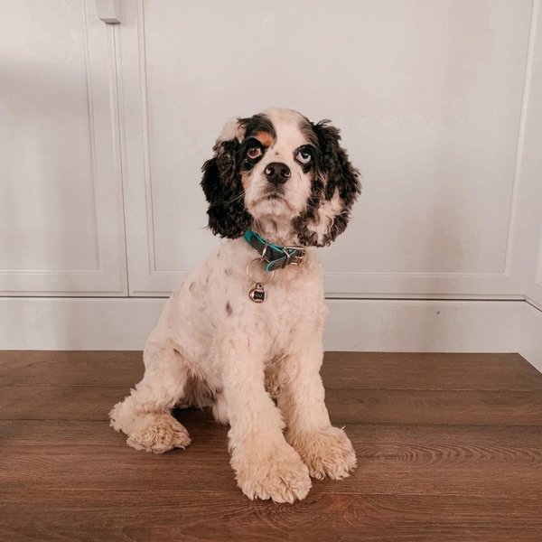 You Won't Believe These 17 Teacup Dog Breeds Exist - The Goody Pet