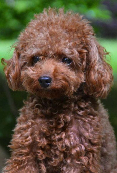 Teacup Poodle - Your Complete Breed Guide - The Goody Pet