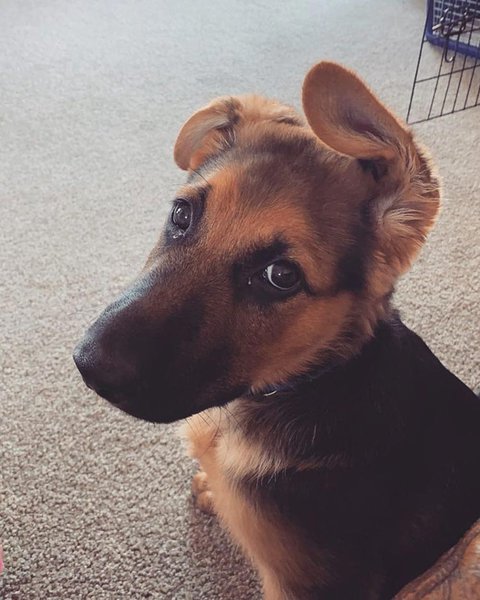 Posting German Shepherd Ears - When Will They Stand Up? - The Goody Pet