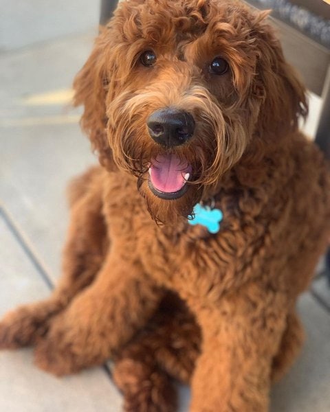 Bernedoodle VS Goldendoodle - 16 Surprising Differences - The Goody Pet
