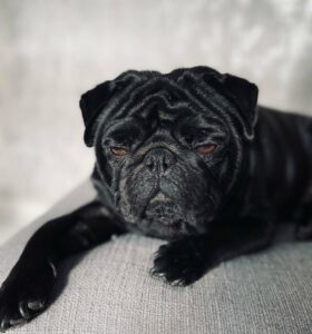 Black Pug: A Complete Guide To This Pug Breed - The Goody Pet