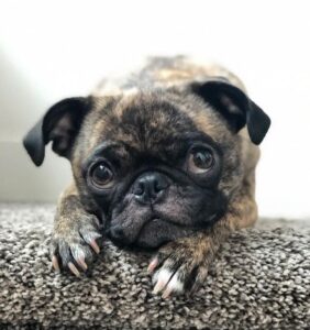 Bugg: A Complete Guide To This Boston Terrier Pug Breed - The Goody Pet