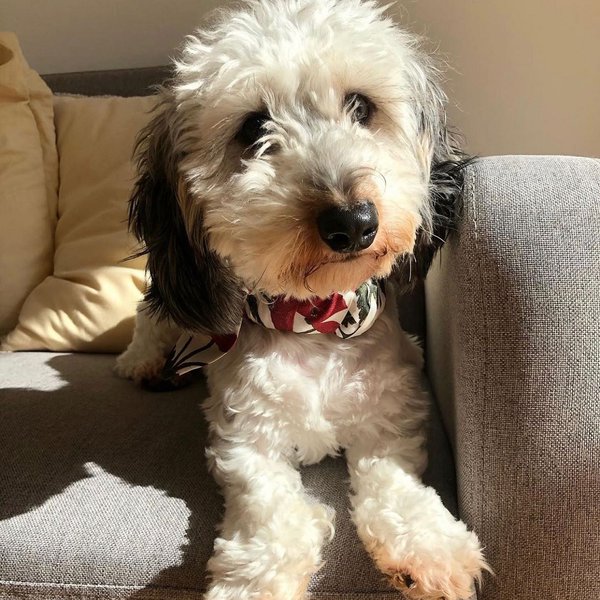 What Is A Dachshund Poodle Mix? Doxiepoo Facts You Ought To Know - The ...
