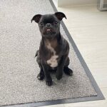 Mini Pug: A Complete Guide To This Small Pug Breed - The Goody Pet