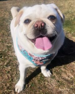 White Pugs: A Complete Guide To The 2 Types Of White Pug Breeds - The ...