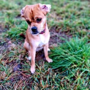 Puggle: A Definitive Complete Guide To This Small Pug Beagle Breed ...