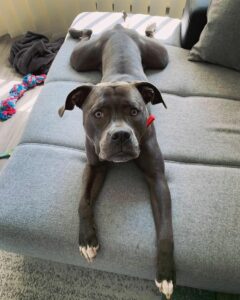 Blue American Bulldog - Your Complete Breed Guide - The Goody Pet