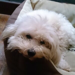 51 Terrier Dog Breeds: Fun Facts About Each One! - The Goody Pet