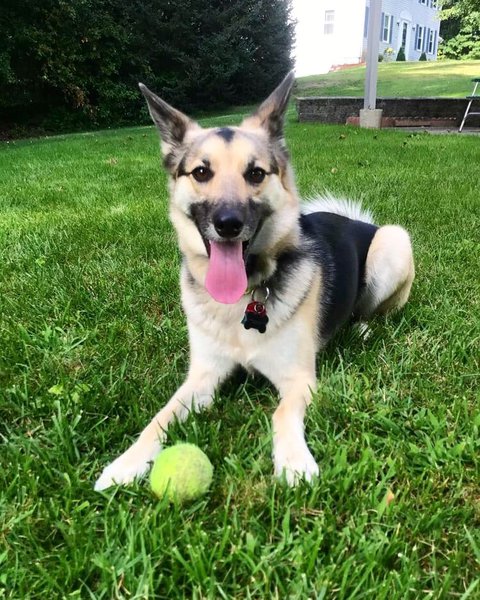 Shiba Inu German Shepherd Mix - Your Complete Breed Guide To The Shiba ...