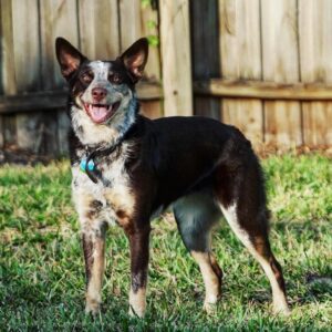 51 Shepherd Dog Breeds: America's Top Dog! - The Goody Pet