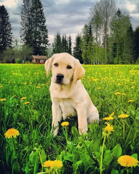 When Do Puppy Labs Stop Growing? - A Week By Week Development Guide ...