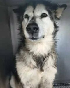 What Countries Eat Dogs? 17 Places Around The World Where You Can Have ...