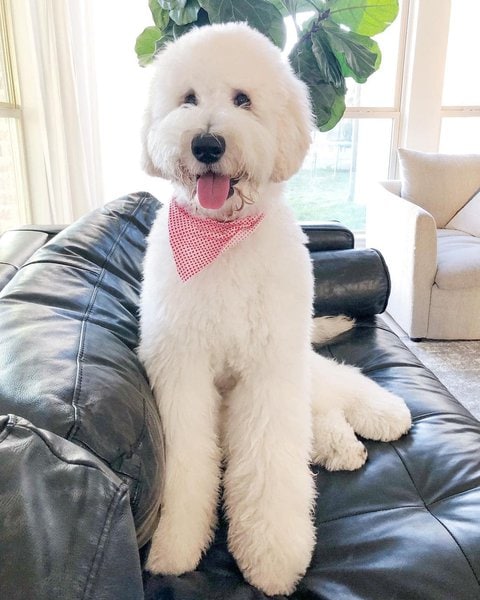 English Cream Goldendoodle - Your Complete Breed Guide - The Goody Pet