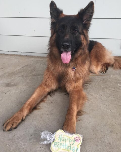 When Do German Shepherds Stop Growing? A Guide To The Stages Of ...