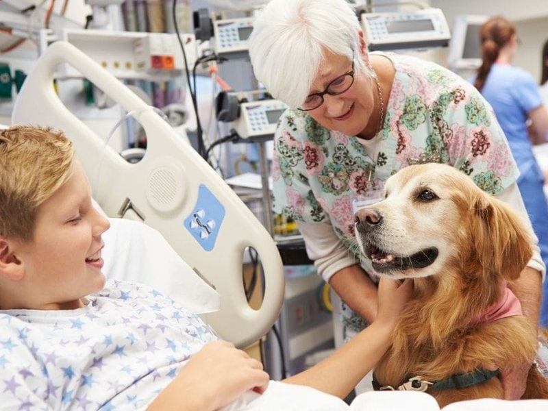 26 Therapy Dog Breeds To Get You Through A Pandemic - The Goody Pet