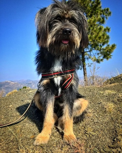 21 Fascinating Chinese Dog Breeds: Surprising Origins - The Goody Pet