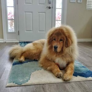 51 Working Dog Breeds That Would Boost Productivity - The Goody Pet