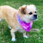 49 Pug Mixes That You Never Know Existed - The Goody Pet