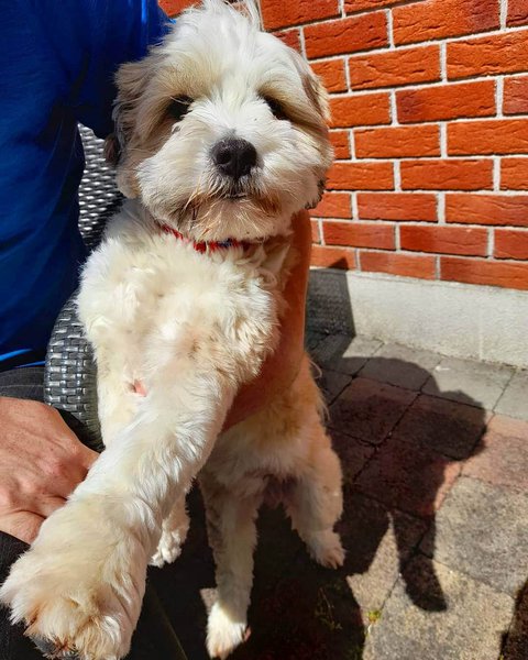 53 Best Companion Dog Breeds That Are Widely Known To Be Man’s Best ...