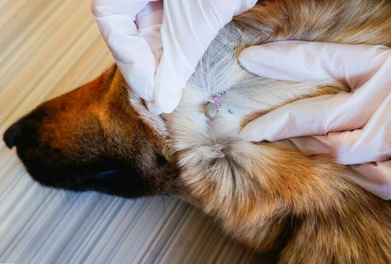 Tick Bites On Dogs - Should You Be Worried? - The Goody Pet