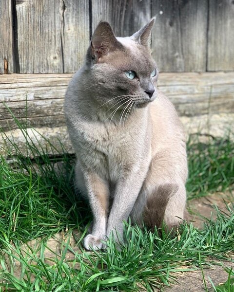 51 Most Popular Cat Breeds, According to the Internet - The Goody Pet