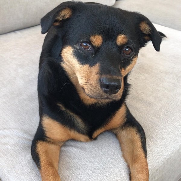 Rottweiler Chihuahua Mix - Your Complete Breed Guide To The Chiweiler ...