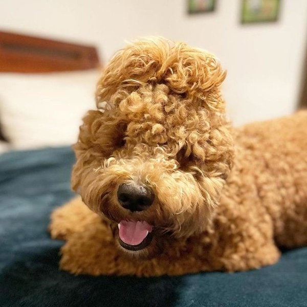 21 Goldendoodle Haircuts That May Surprise You And Your Goldendoodle ...