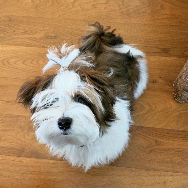 11 Havanese Haircuts That Would Make Your Pup A Star - The Goody Pet