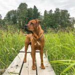 21 Native Japanese (いぬ) Dog Breeds + Pictures - The Goody Pet