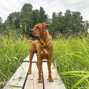 21 Native Japanese (いぬ) Dog Breeds + Pictures - The Goody Pet