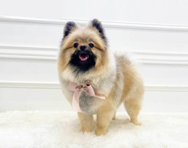 26 Pomeranian Haircuts That Make Your Little Pooch Look Super Cute ...