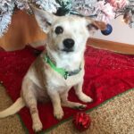 43 Adorable Dachshund Mixes That You Never Knew Existed - The Goody Pet