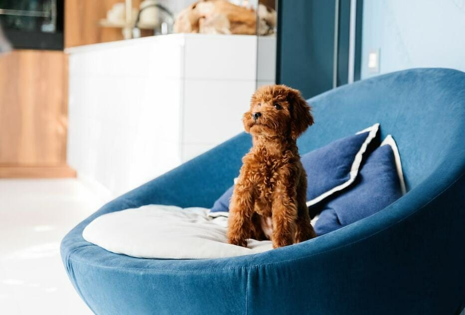 Phantom Poodle - Your Complete Breed Guide - The Goody Pet