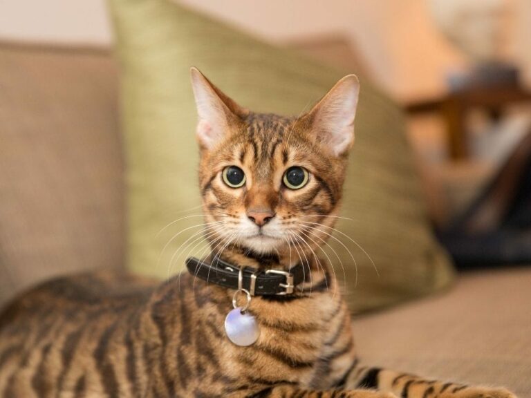 Toyger Cats - Your Complete Cat Breed Guide - The Goody Pet