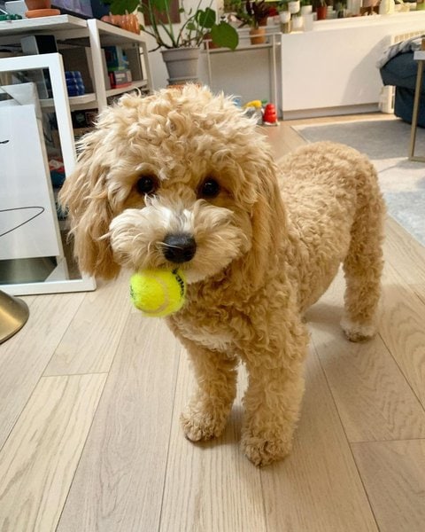 Bichon Frise Poodle Mix - Your Complete Breed Guide To The Poochon ...