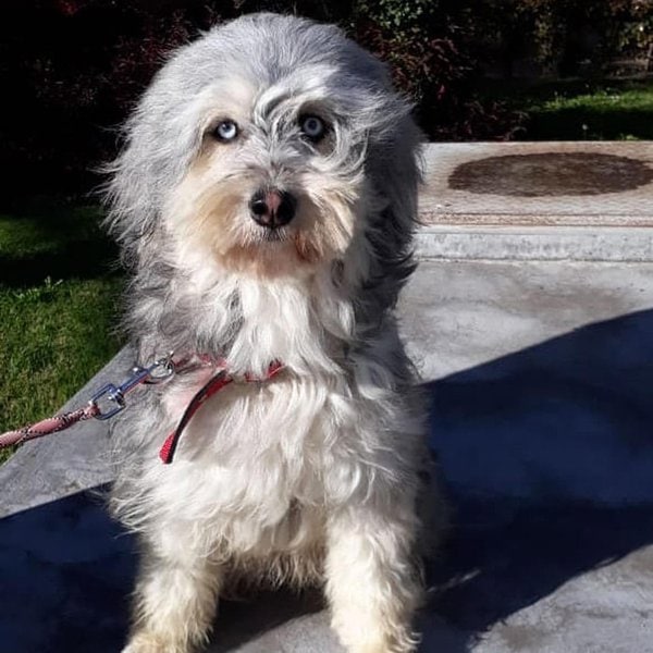 Shih Tzu Husky Mix - Your Complete Breed Guide - The Goody Pet