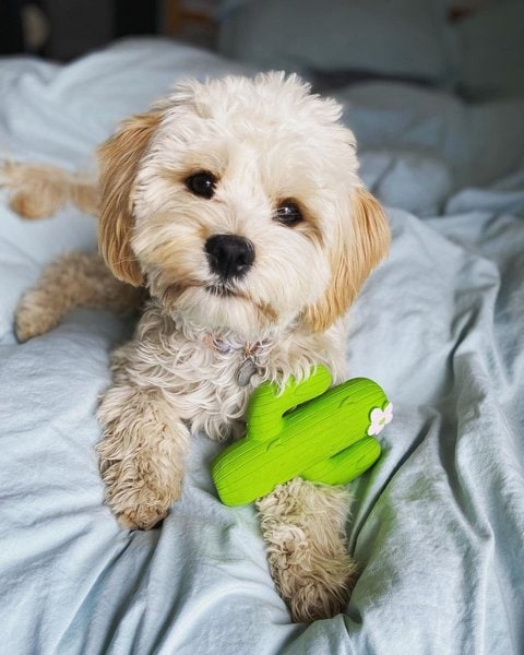 Shih Tzu Poodle Mix - Your Complete Breed Guide To The Shih-Poo - The ...