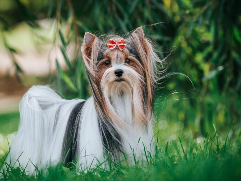 18 Tricolor Dog Breeds That You Would Find Adorable - The Goody Pet