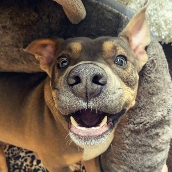 36 Beautiful Colors And Patterns Of A Pitbull - The Goody Pet