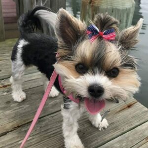 16 Extravagant Colors And Patterns Of A Yorkie - The Goody Pet