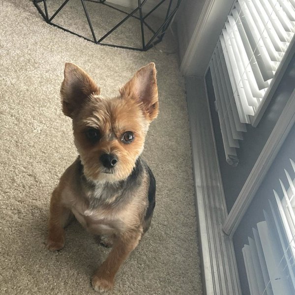 52 Yorkie Haircuts That Would Make Your Yorkshire Terrier A Star - The ...