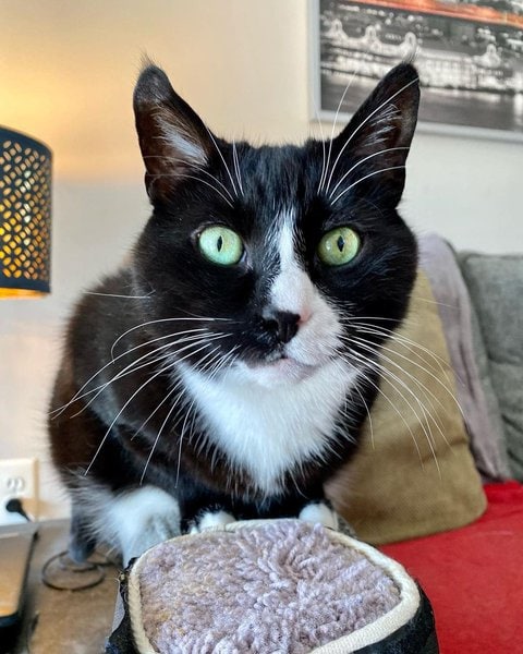 How To Determine Your Cat's Breed - Purebreds VS Mixed Breeds - The ...