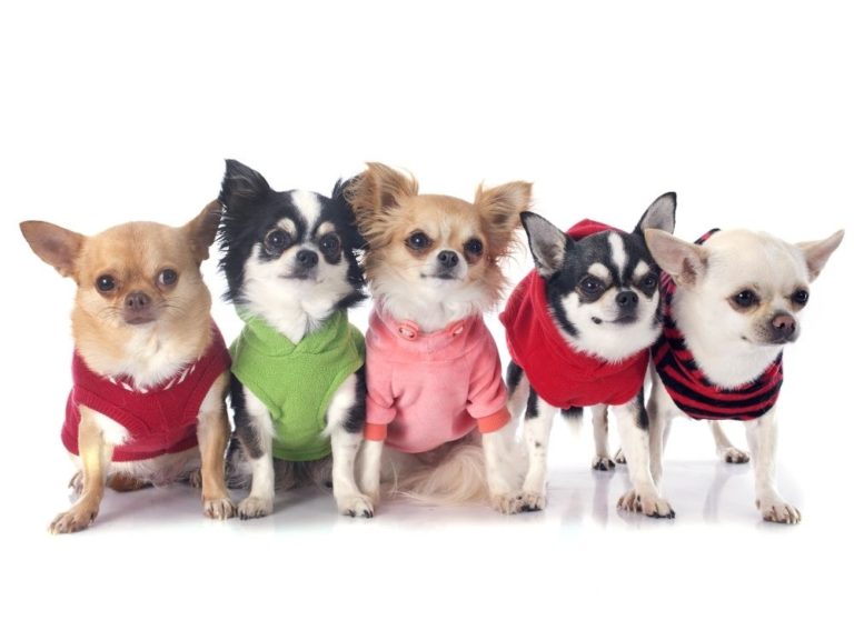All 8 Types Of Chihuahuas, Explained! - The Goody Pet