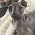 8 Unexpected Hairless Cat Breeds You'll Love - The Goody Pet